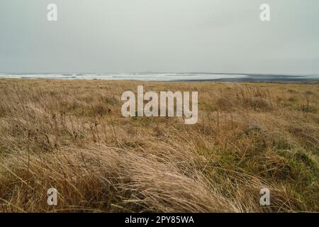 Dry grass field on beach landscape photo Stock Photo - Alamy
