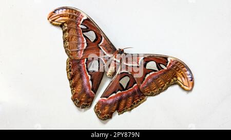 an adult brown atlas moth insect, the largest moth species, spreading ...