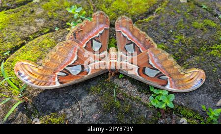 an adult brown atlas moth insect, the largest moth species, spreading ...