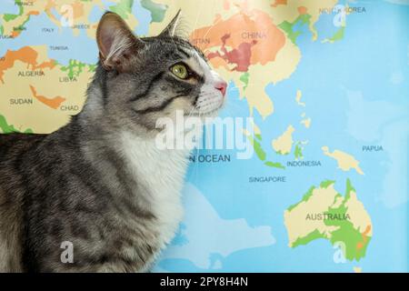 Cute cat near world map. Travelling with pet Stock Photo - Alamy