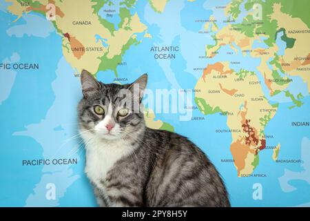 Cute cat near world map. Travelling with pet Stock Photo - Alamy