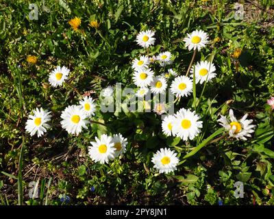 Frost on grass and daisies Stock Photo - Alamy