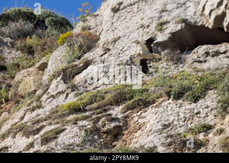 The Egyptian vulture (Neophron percnopterus), black and white vulture ...