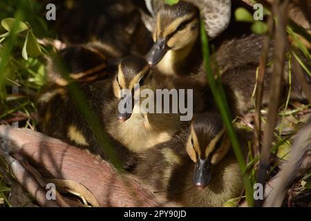 Two little ducklings with yellow heads and black stripes Stock Photo ...
