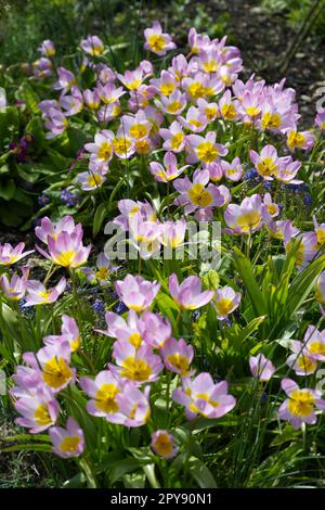 group of pink spring tulip flowers in green garden Stock Photo - Alamy