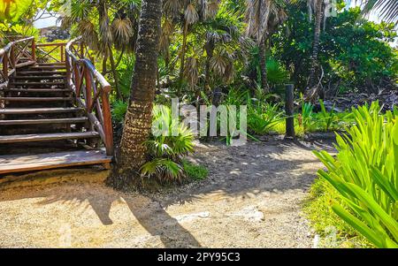 Tropical natural walking path palm trees Tulum Mayan ruins Mexico Stock ...