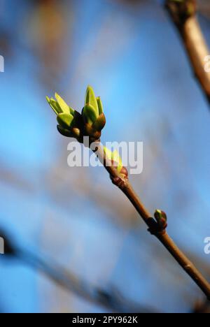 The first buds of spring Stock Photo - Alamy