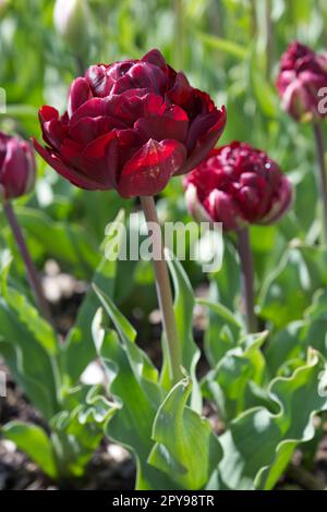 Double, deep red spring flowers of Tulip, tulipa Uncle Tom in UK garden ...