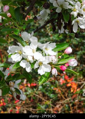 Jaw dropping spring blossoms of Malus Adirondack, in lovely sunshine ...