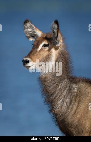 A close up portrait of a female waterbuck. Seen at game drive in ...