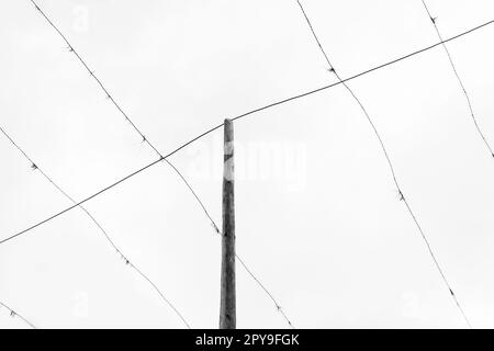 Empty wooden hop poles against white sky Stock Photo - Alamy