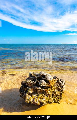 Stones rocks corals with sea urchins blue water beach Mexico Stock ...