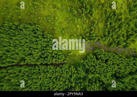 Conifer forest from above. Plantation of spruce trees. Top down aerial ...
