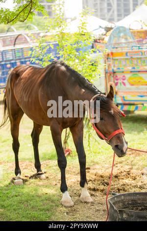 A majestic white mare peacefully grazes in a lush, green pasture ...