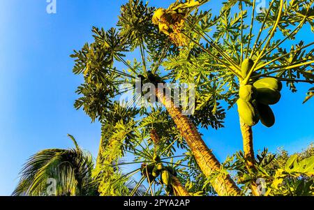 Beautiful papaya tree in tropical nature in Zicatela Puerto Escondido ...