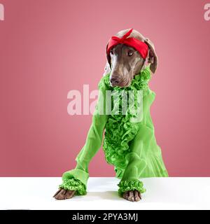 Cute Weimaraner portrait wearing stylish striped costume with beret ...