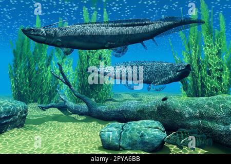 Xenacanthus was a carnivorous marine shark that lived in Devonian and ...