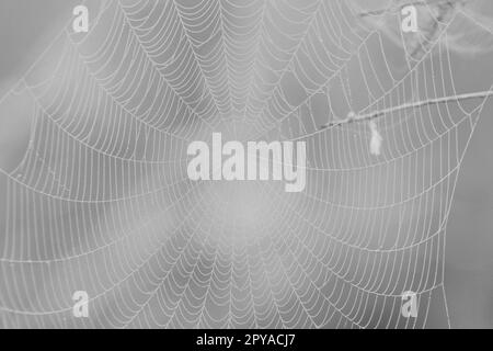 A grayscale of a spider web isolated on blurred background Stock Photo ...
