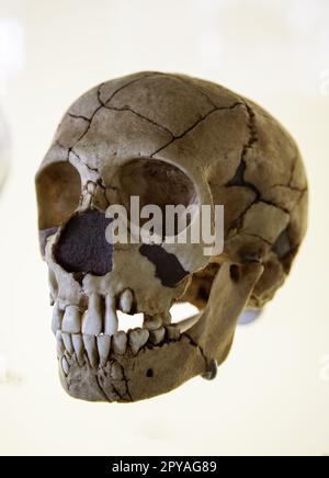 Neanderthal prehistoric human skull evolution display detail Stock ...