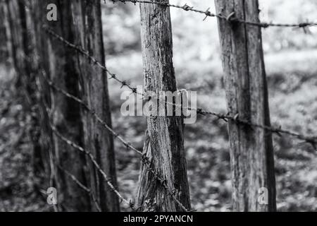 Barbed wire in the forest with forest background Stock Photo - Alamy