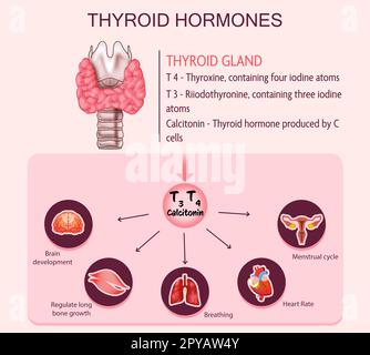Medical poster with thyroid hormones image on white background Stock ...