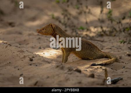 Common slender mongoose sits on shady track Stock Photo - Alamy