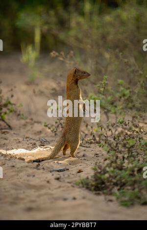 Common Slender Mongoose Africa; Herpestes sanguineus, aka Black tipped ...