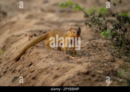Common Slender Mongoose Africa; Herpestes sanguineus, aka Black tipped ...
