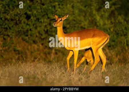 Common impala stands nursing calf in sunshine Stock Photo - Alamy
