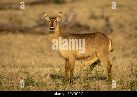 Female common waterbuck stands lifting rear foot Stock Photo - Alamy
