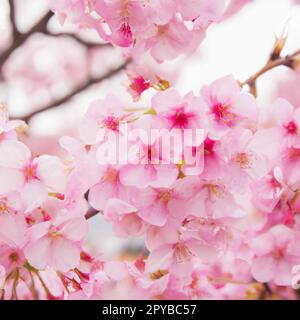 Sakura, species and varieties of trees of the subfamily Plum Prunoideae, serrated cherry Prunus ...