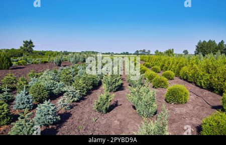 rows of young conifers in greenhouse with a lot of plants on plantation ...