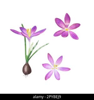 Crocus flower with bulb Clipart set, Watercolor Growing Stages of plant ...