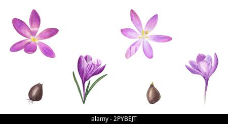 Crocus flower with bulb Clipart set, Watercolor Growing Stages of plant ...