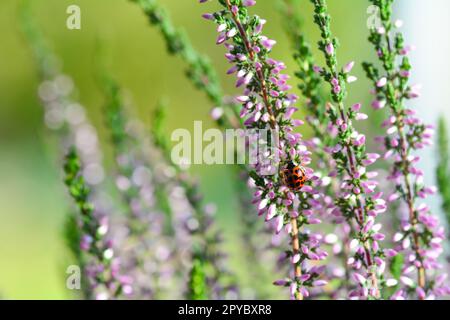 A red ladybird (Coccinellidae) on pink flowers of Heather Stock Photo ...