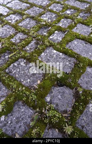 Pavers with moss Stock Photo - Alamy