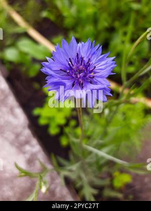 Close up of blue cornflower flower. Blue Cornflower Herb or bachelor ...