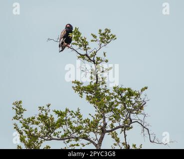 Bateleur Eagle (Terathopius ecaudatus), perched on tree, defecating ...
