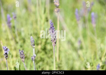 purple lavender flower in the province of Alicante, Costa Blanca, Spain ...