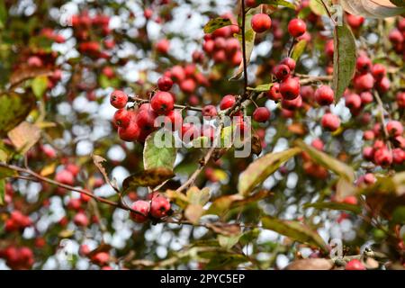 Cherry apple tree with red fruits- Malus baccata Stock Photo - Alamy