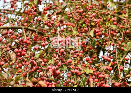 Cherry apple tree with red fruits- Malus baccata Stock Photo - Alamy