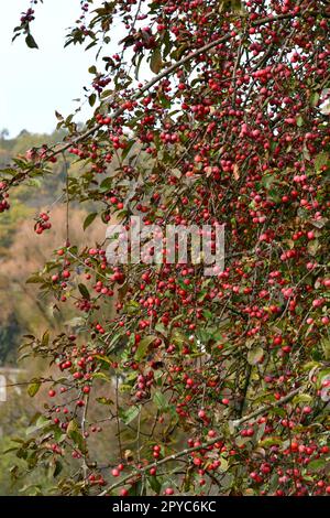 Cherry apple (Malus baccata), berry, shrub, white background Stock ...