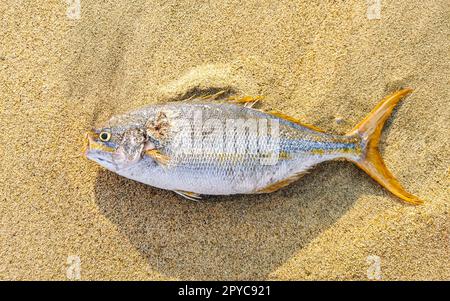 Closeup of one dead fish washed ashore during red tide algae bloom ...