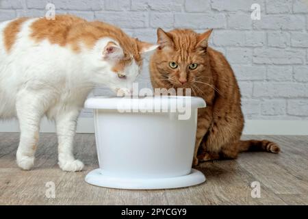 funny portrait of two curious maine coon kittens standing in between ...