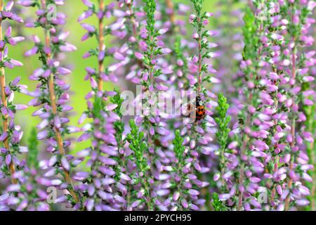 A red ladybird (Coccinellidae) on pink flowers of Heather Stock Photo ...
