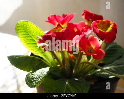 The primrose (primula) are a genus of the family Primulaceae Stock ...