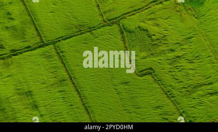 texture background Rice plants in the green field Stock Photo - Alamy