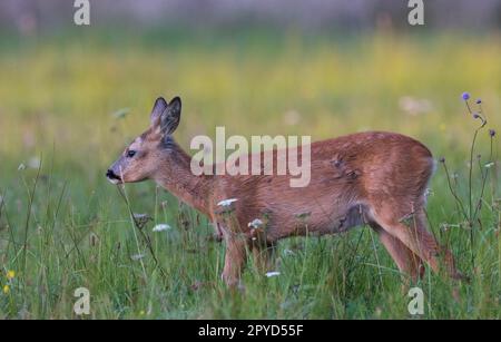 Roe-deer kid in grass Stock Photo - Alamy