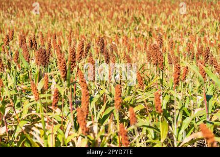 Millet or Sorghum an important cereal crop in field, Sorghum a widely ...