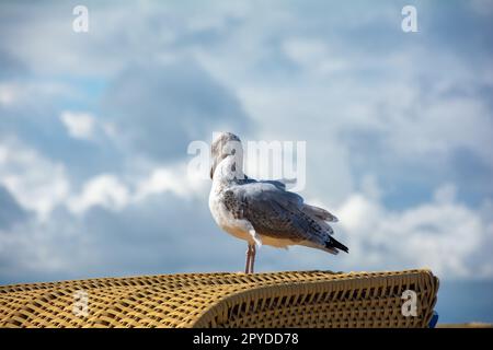 Seagull in the sea stands on a stone, rocky seashore Stock Photo - Alamy